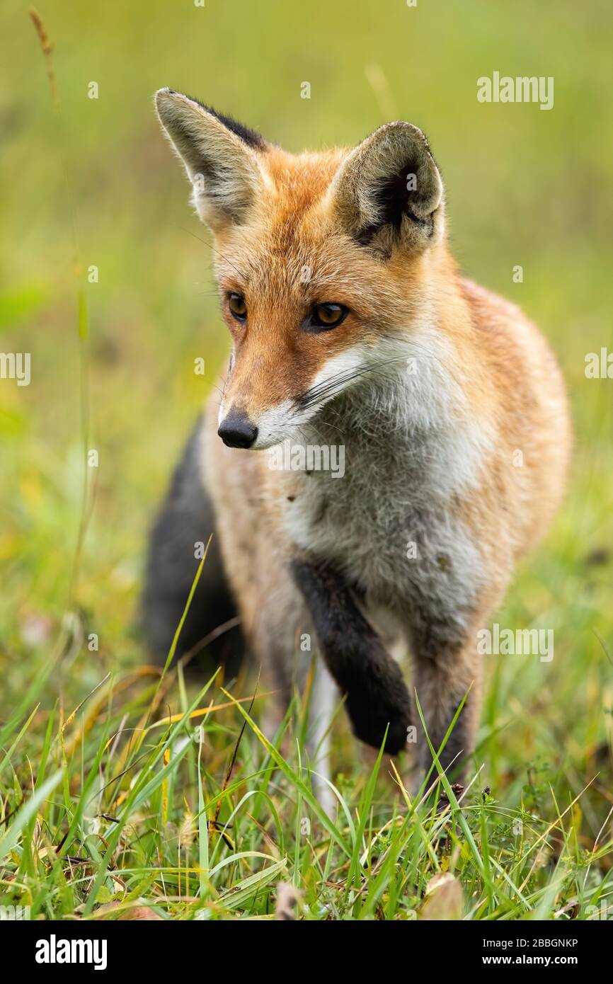 Vertical composition of focused red fox taking a careful step during ...