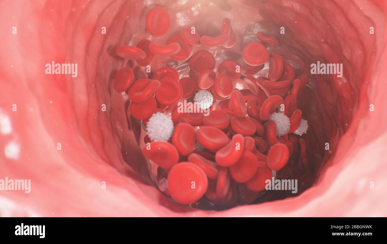 Red blood cells inside an artery, vein. Flow of blood inside a living ...