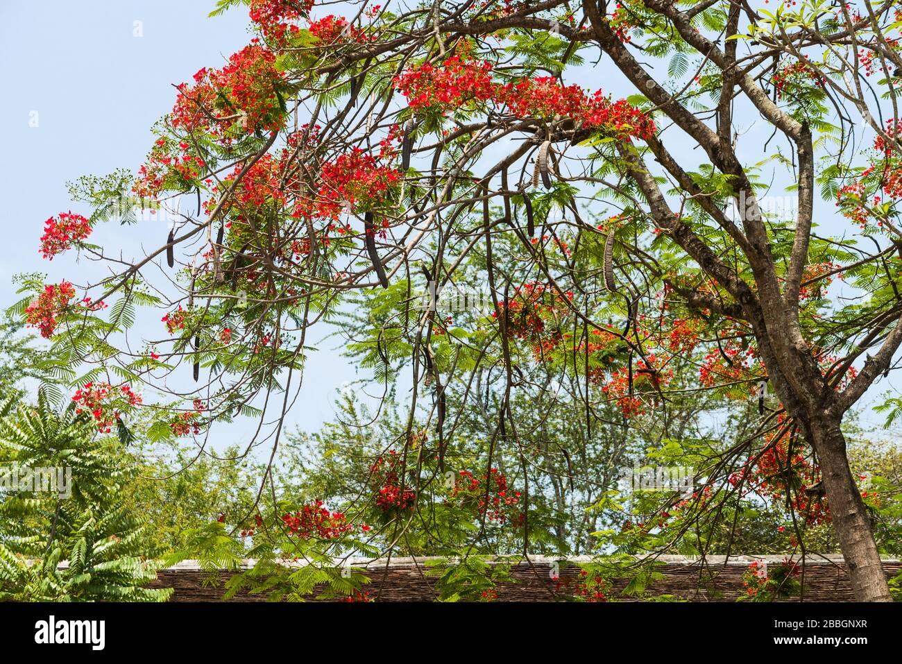 Flaming tree hi-res stock photography and images - Alamy