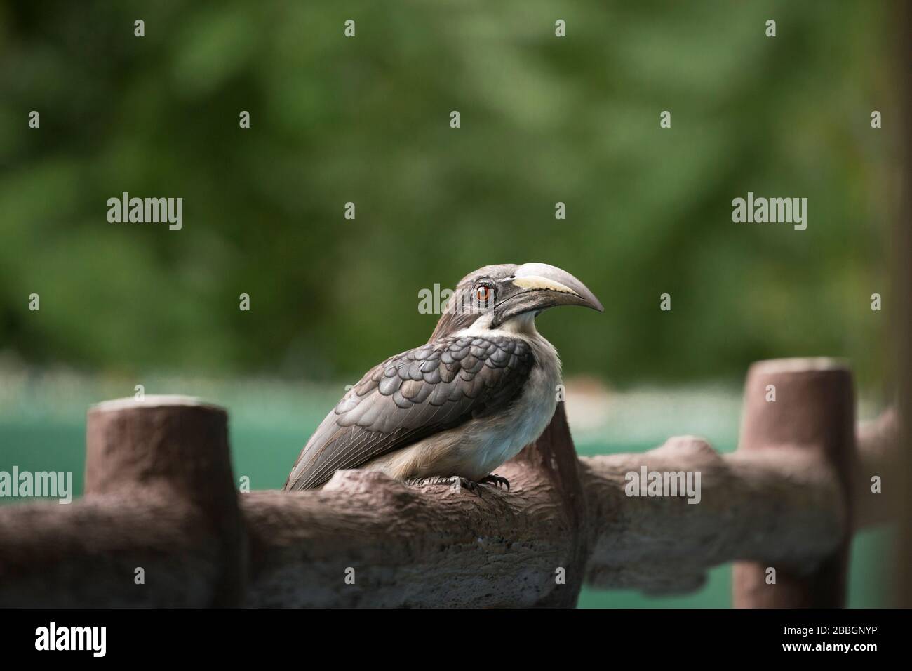 Grey Hornbill bird in Goyambokka on the south coast of Sri Lanka Stock ...