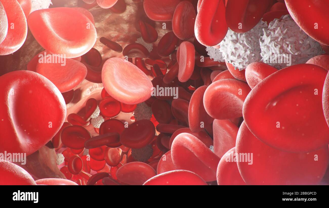 Red blood cells inside an artery, vein. Flow of blood inside a living ...