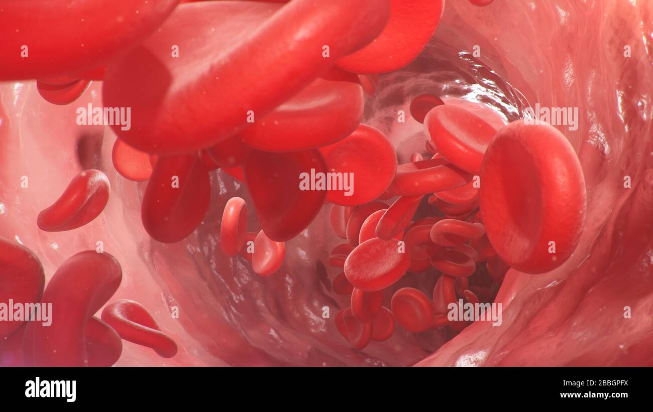 3d illustration of red blood cells inside an artery, vein. The flow of ...