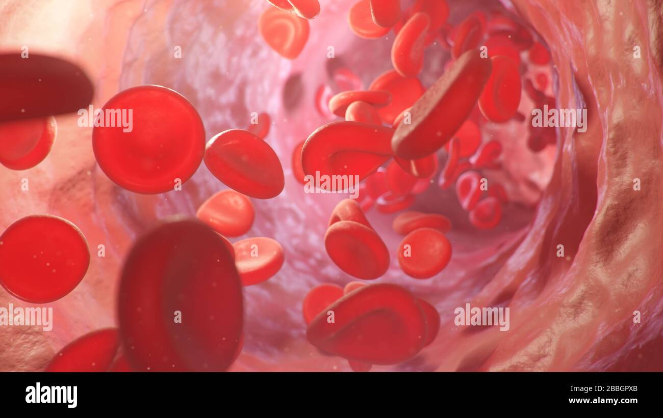 3d illustration of red blood cells inside an artery, vein. The flow of ...
