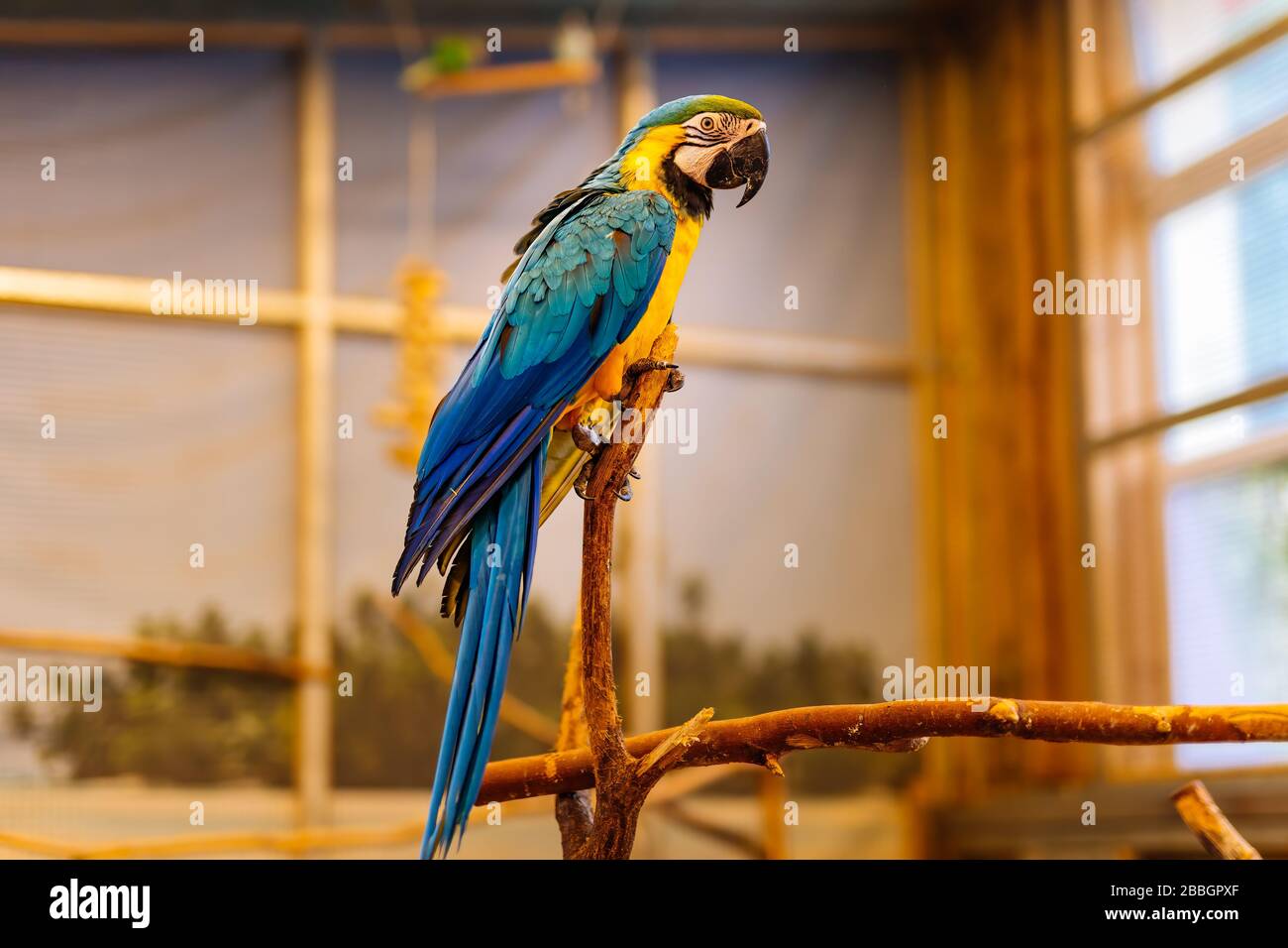 Ara genus hi-res stock photography and images - Alamy