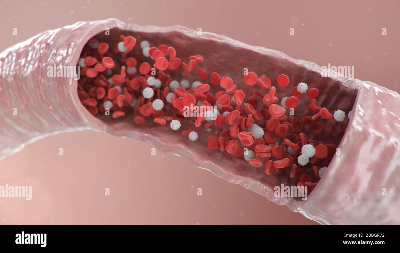 Cross section artery view. Red blood cells inside an artery, vein ...