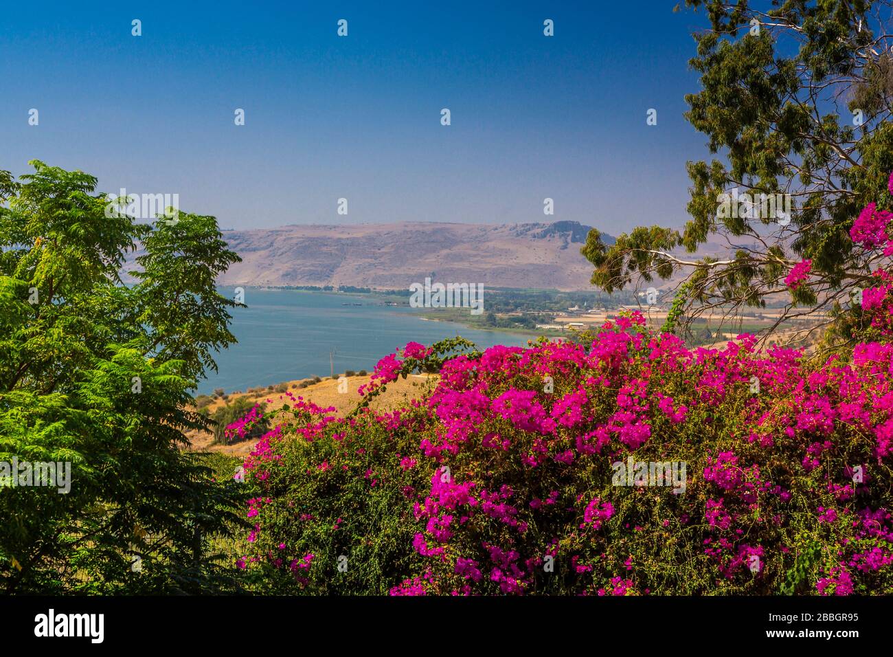 Bougainvillea flowers and the Sea of Galilee, Israel, Middle East Stock ...