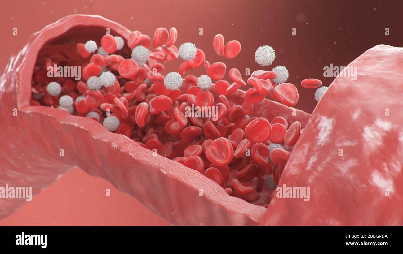Cross section artery view. Red blood cells inside an artery, vein ...