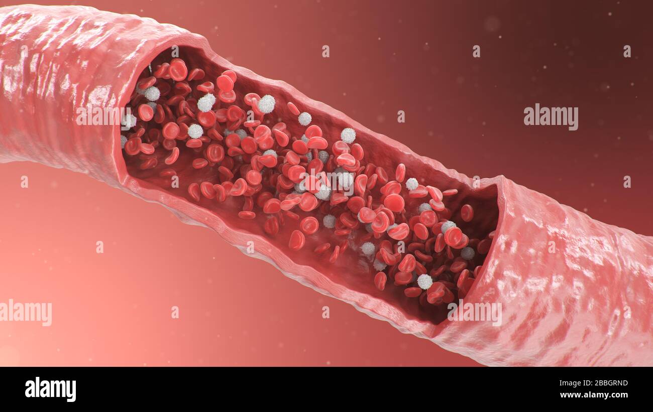 3d illustration of red blood cells inside an artery, vein. Healthy ...