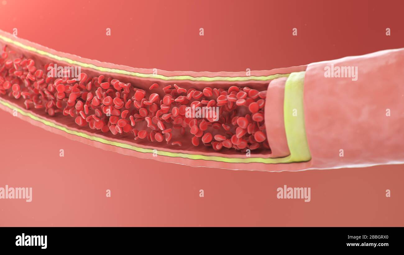 Cross section artery view. Red blood cells inside an artery, vein ...