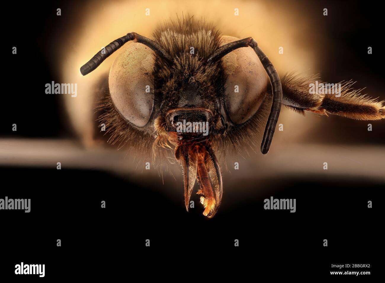 Bee. Macro closeups of bees Stock Photo - Alamy