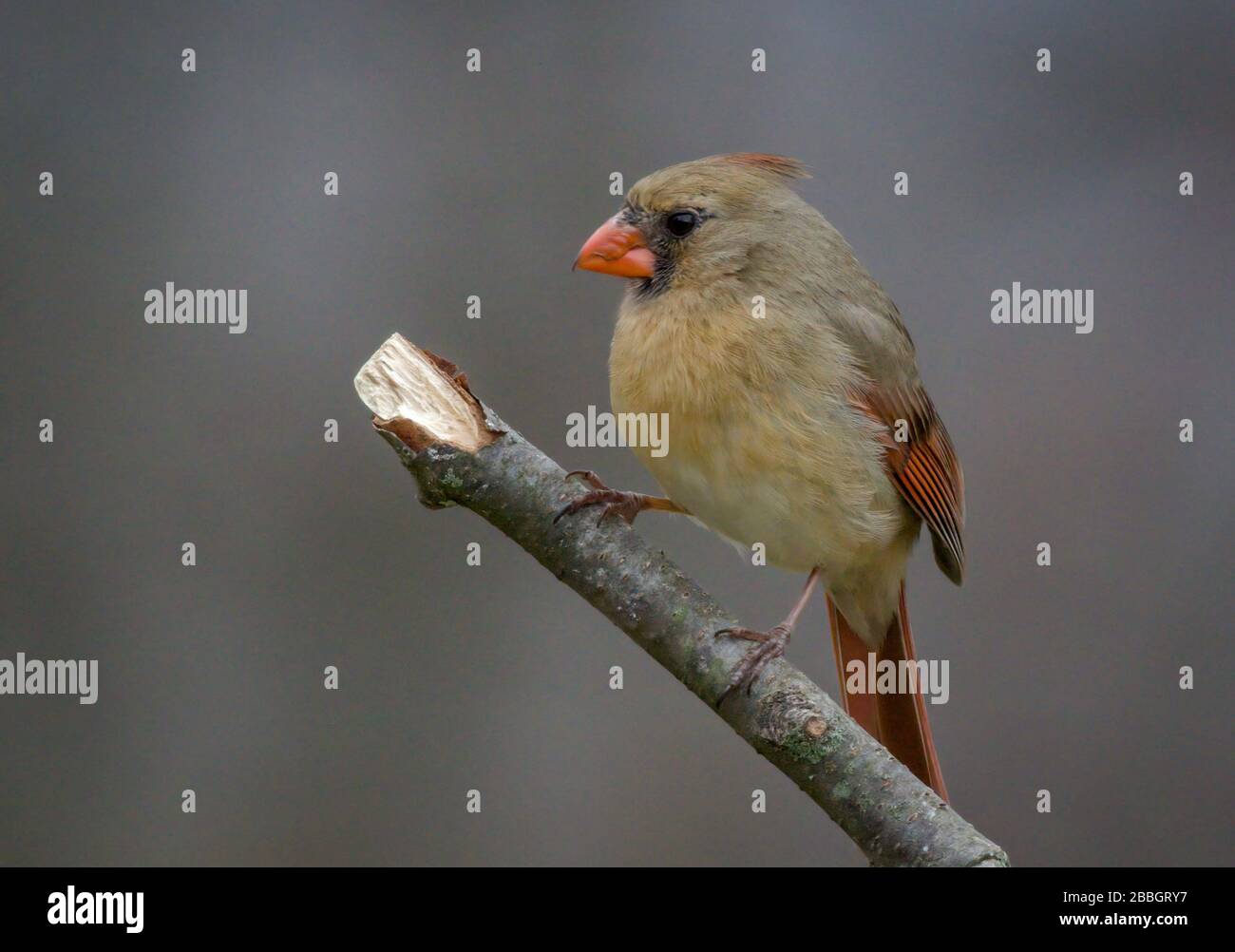 Northern Cardinal female, Cardinalis cardinalis, perched on branch gray ...