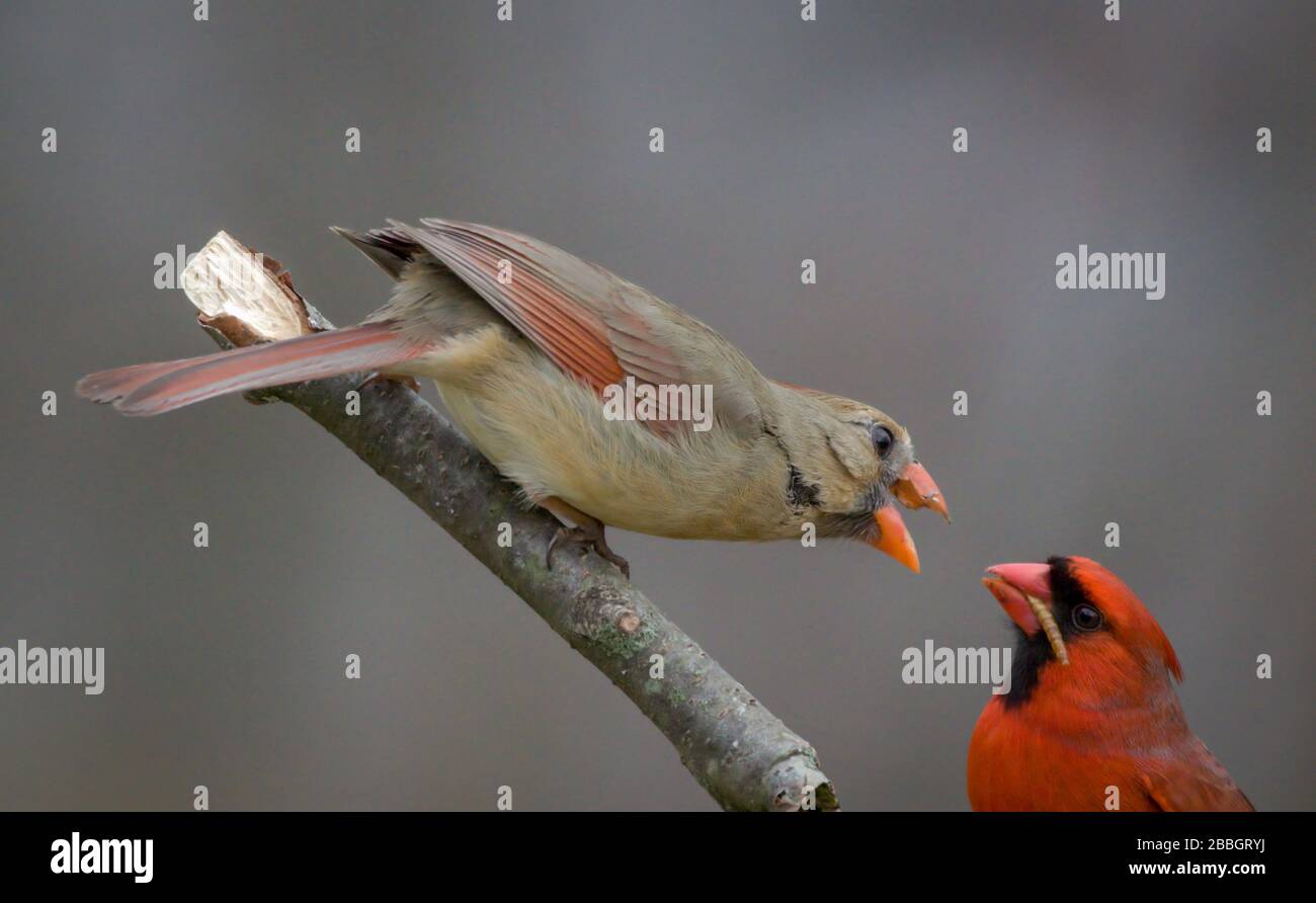 Northern Cardinal pair, Cardinalis cardinalis, male feeding female mate ...