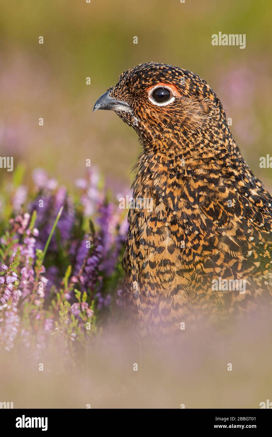 British moors hi-res stock photography and images - Alamy