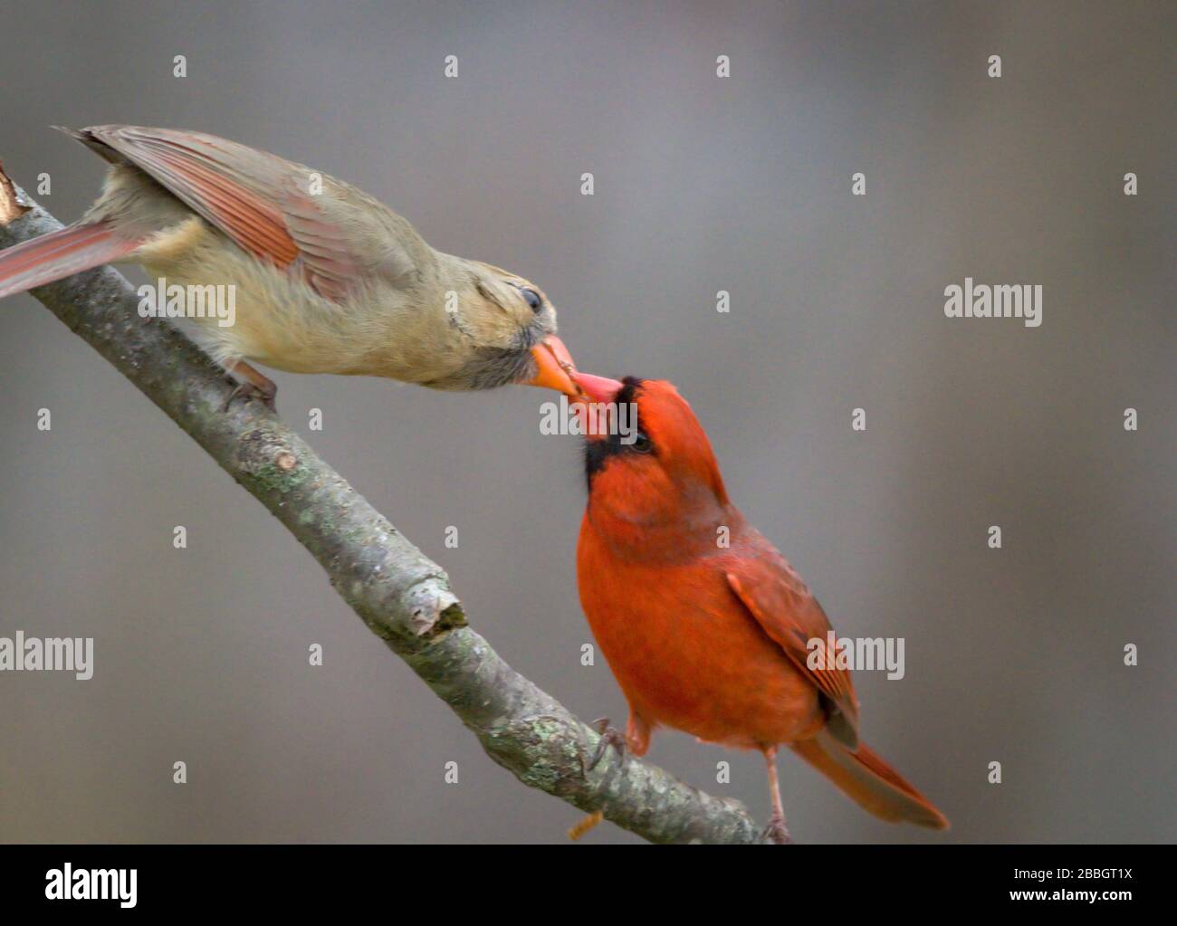 Northern Cardinal pair, Cardinalis cardinalis, male feeding female mate ...