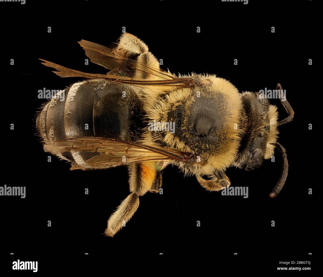 Bee. Macro closeups of bees Stock Photo - Alamy