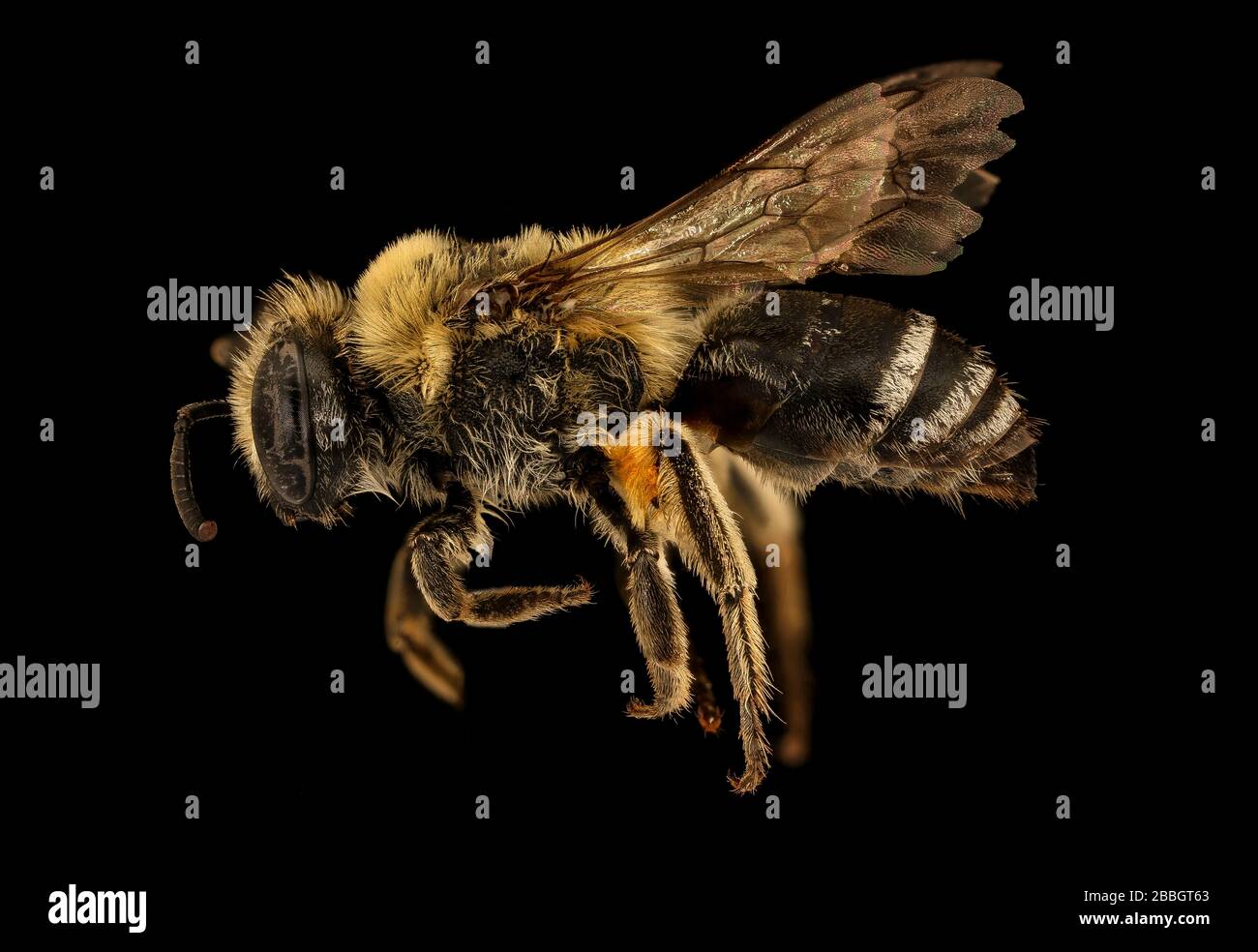 Bee. Macro closeups of bees Stock Photo - Alamy
