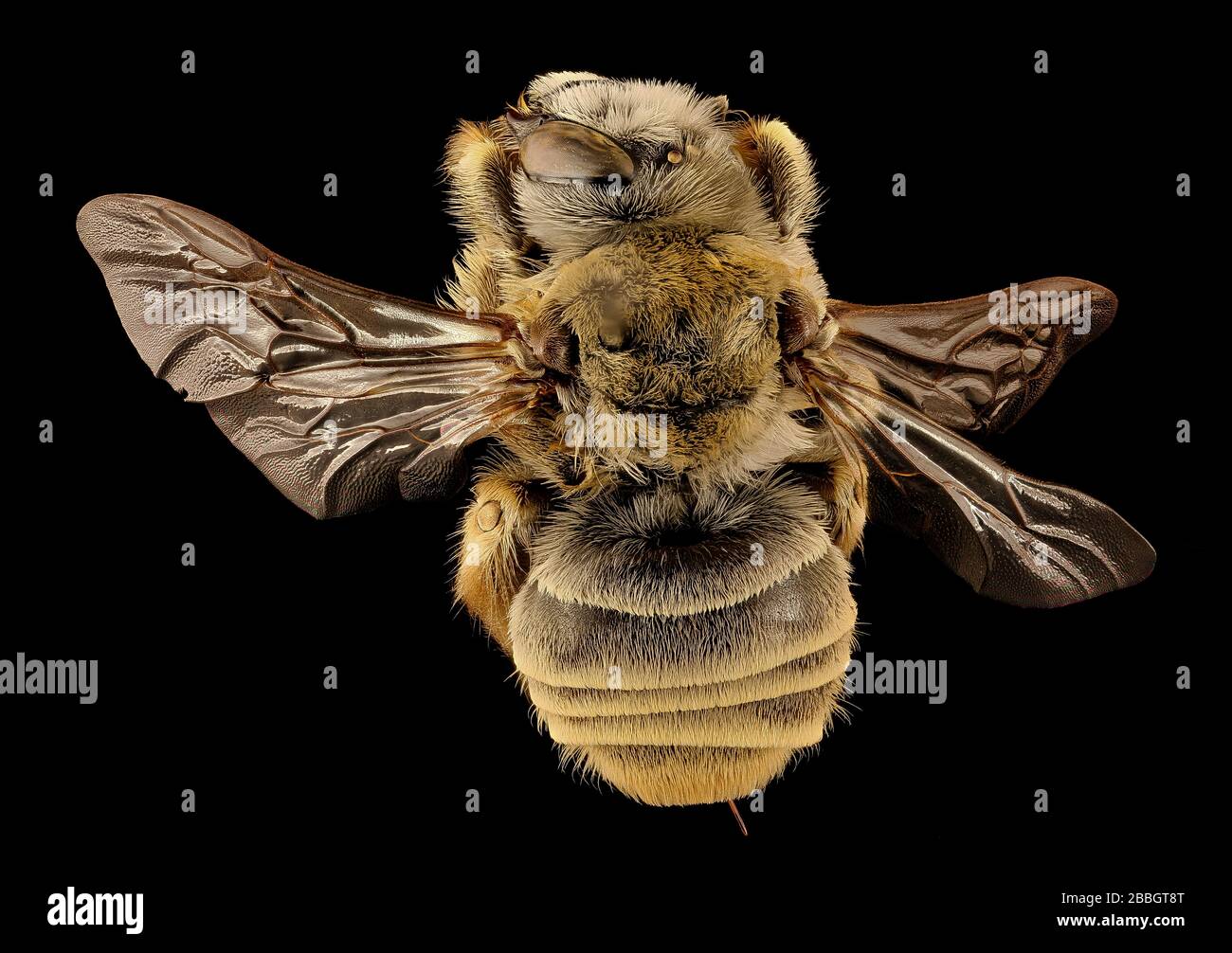 Bee. Macro closeups of bees Stock Photo - Alamy