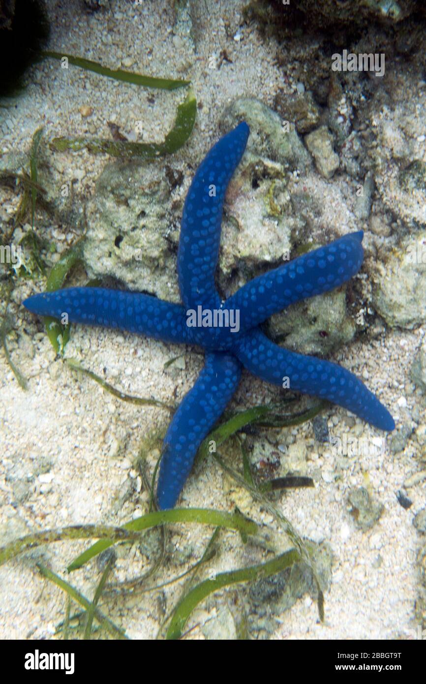 A blue starfish in Togian islands, Indonesia Stock Photo - Alamy