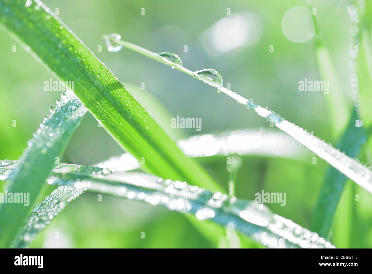 Drop on grass hi-res stock photography and images - Alamy