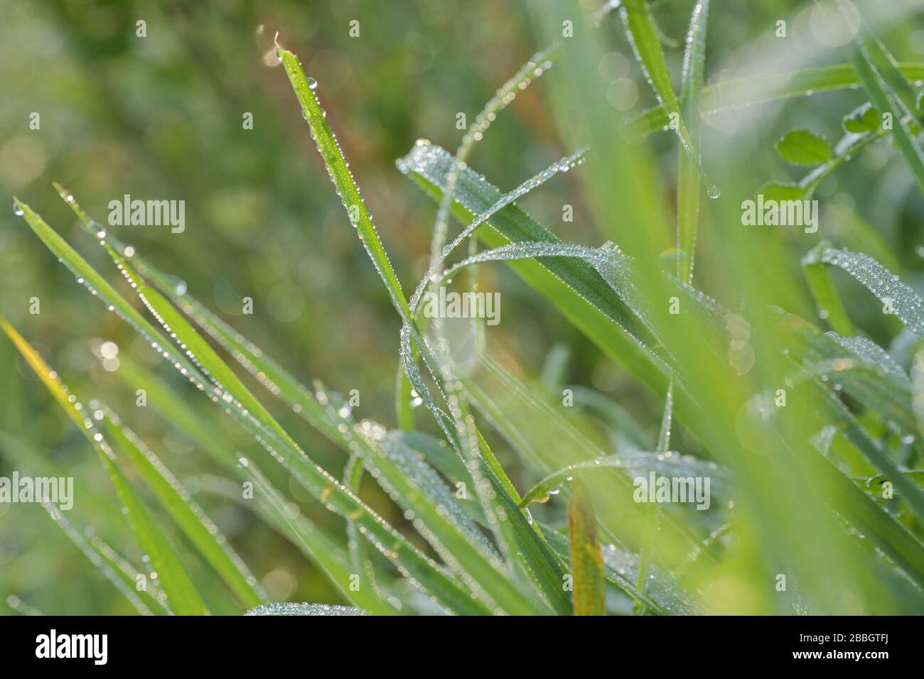 Drop on grass hi-res stock photography and images - Alamy