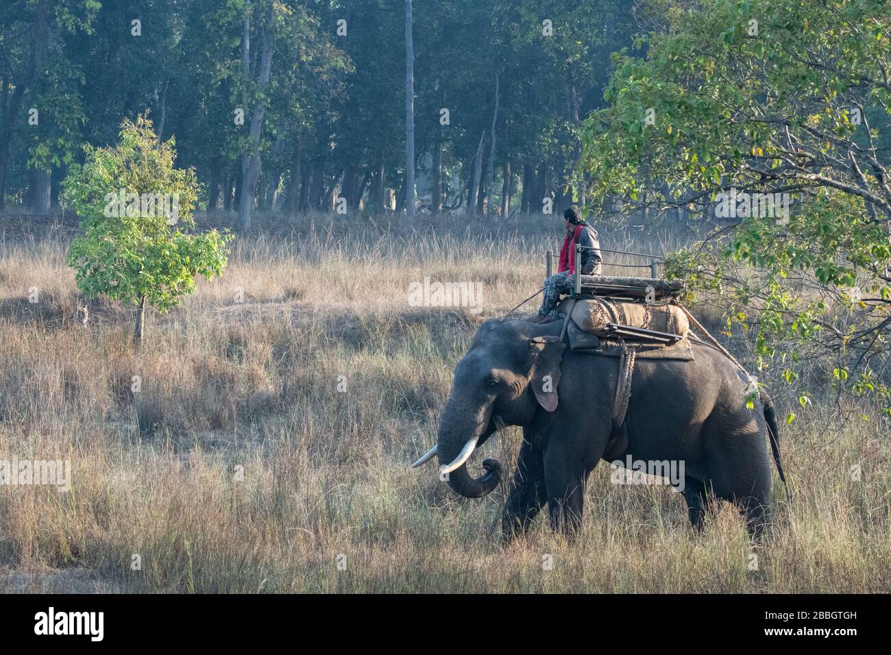 Tiger riding elephant hi-res stock photography and images - Alamy