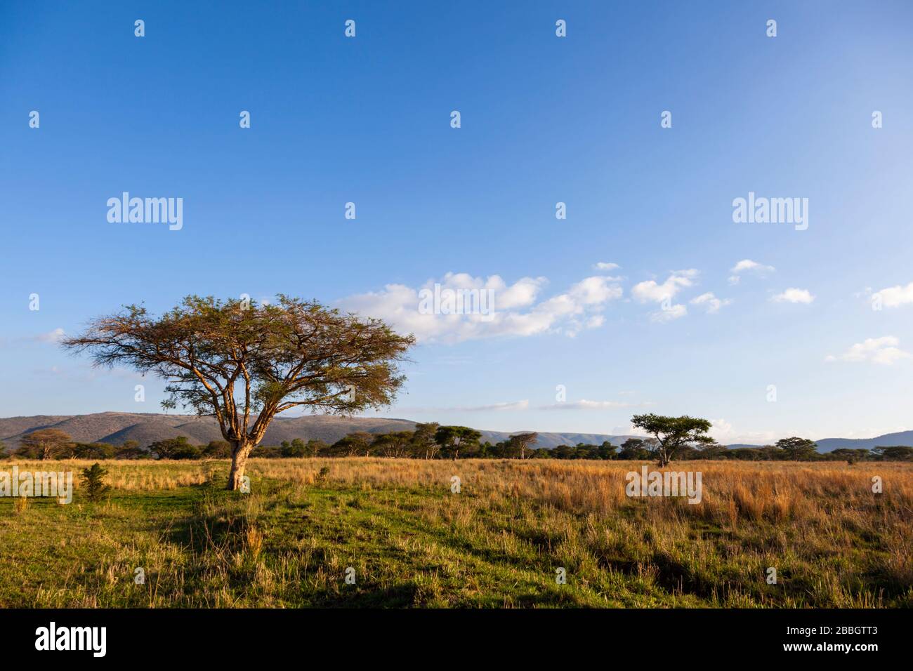 Acasia trees in the bushveld Stock Photo - Alamy