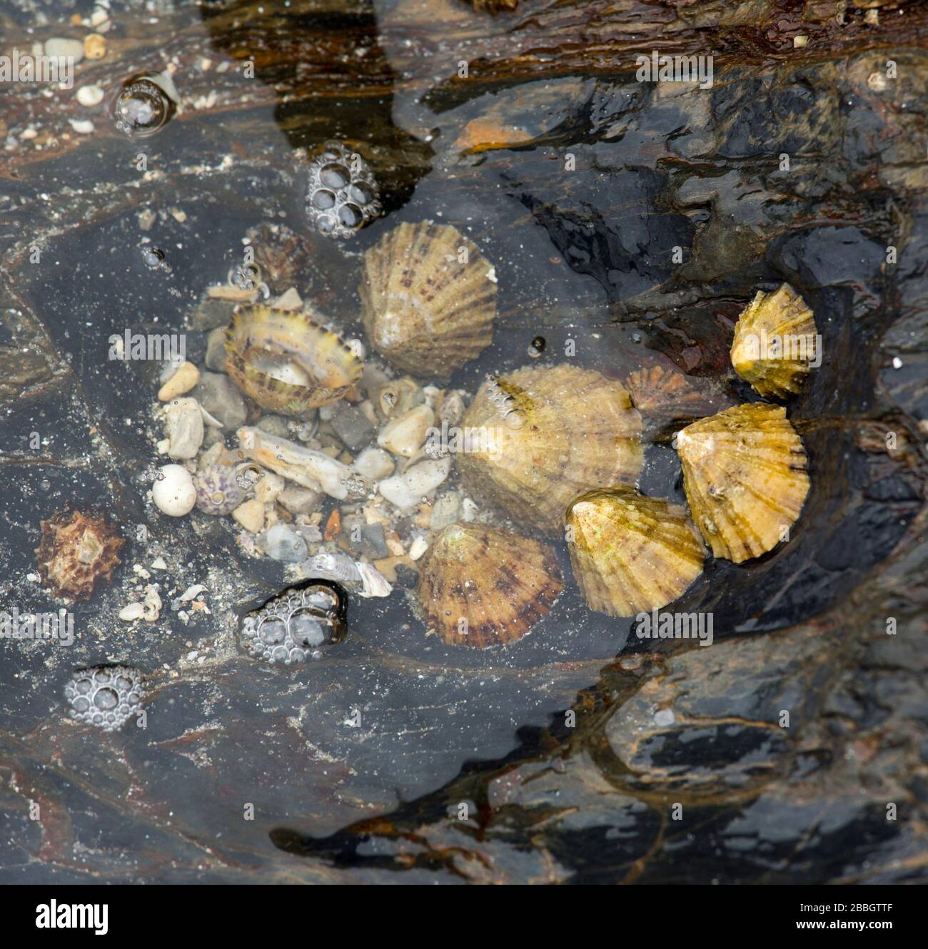 Delicious patella sea food on a rock, Europe Stock Photo - Alamy