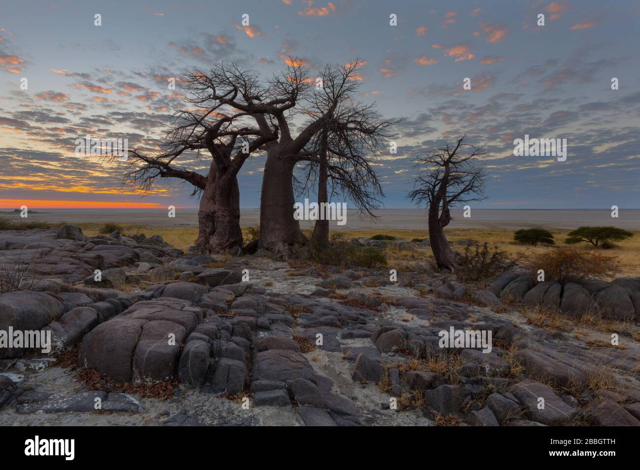 Boabab trees at the colors of sunrise Stock Photo - Alamy