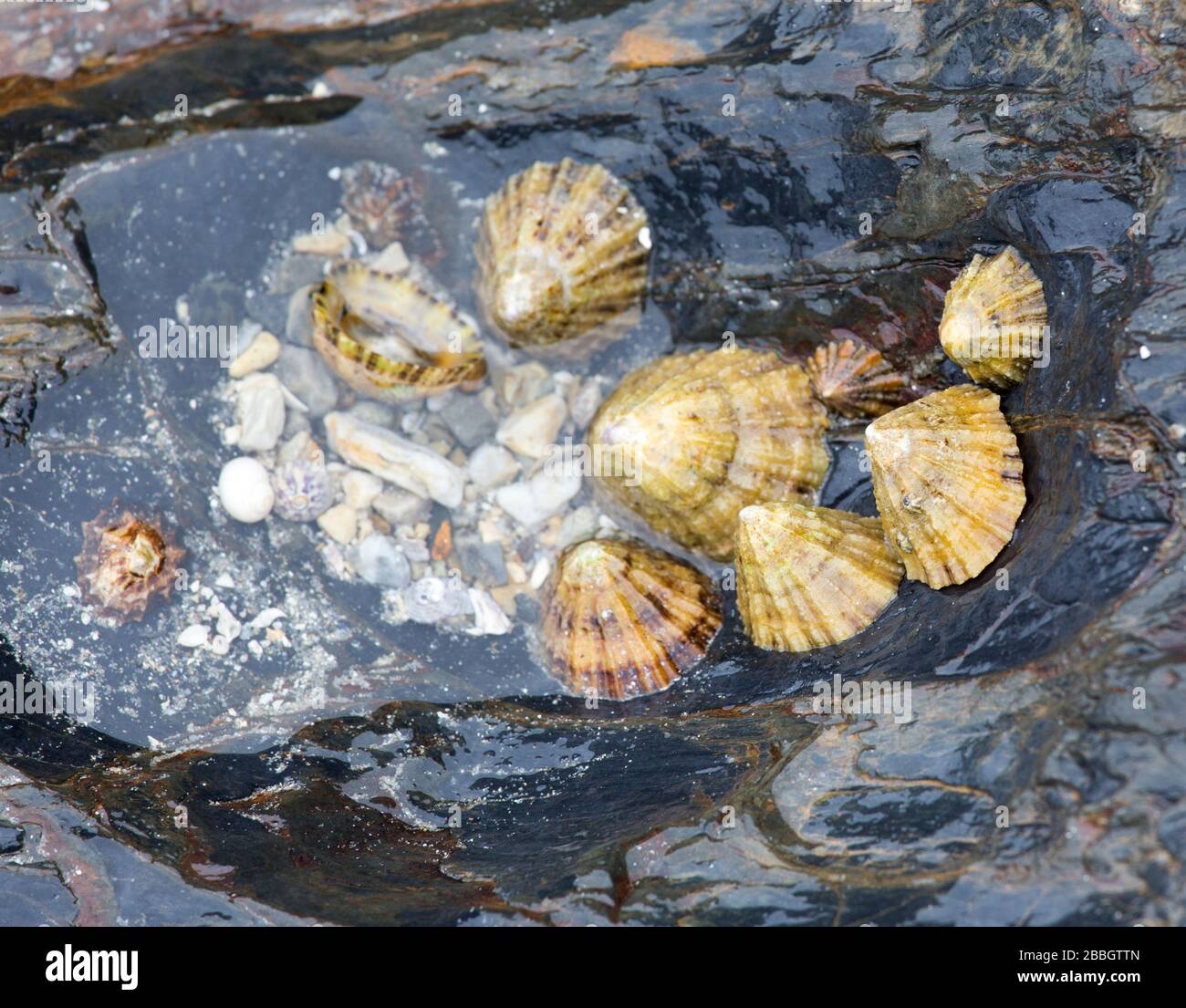 Delicious patella sea food on a rock, Europe Stock Photo - Alamy