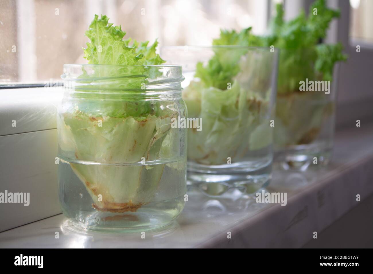 Growing lettuce in water from scraps in kitchen and on window sill ...