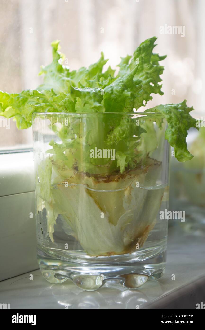 Growing lettuce in water from scraps in kitchen and on window sill ...