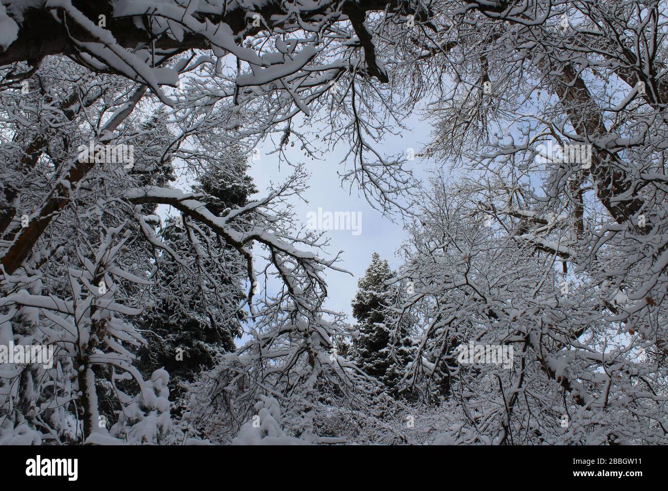 Snow Covered Trees Stock Photo - Alamy