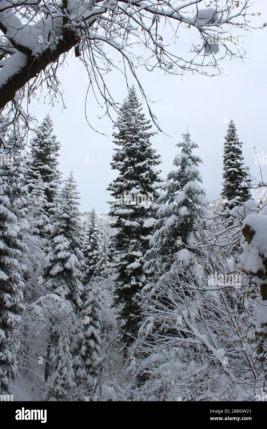 Snow Covered Trees Stock Photo - Alamy