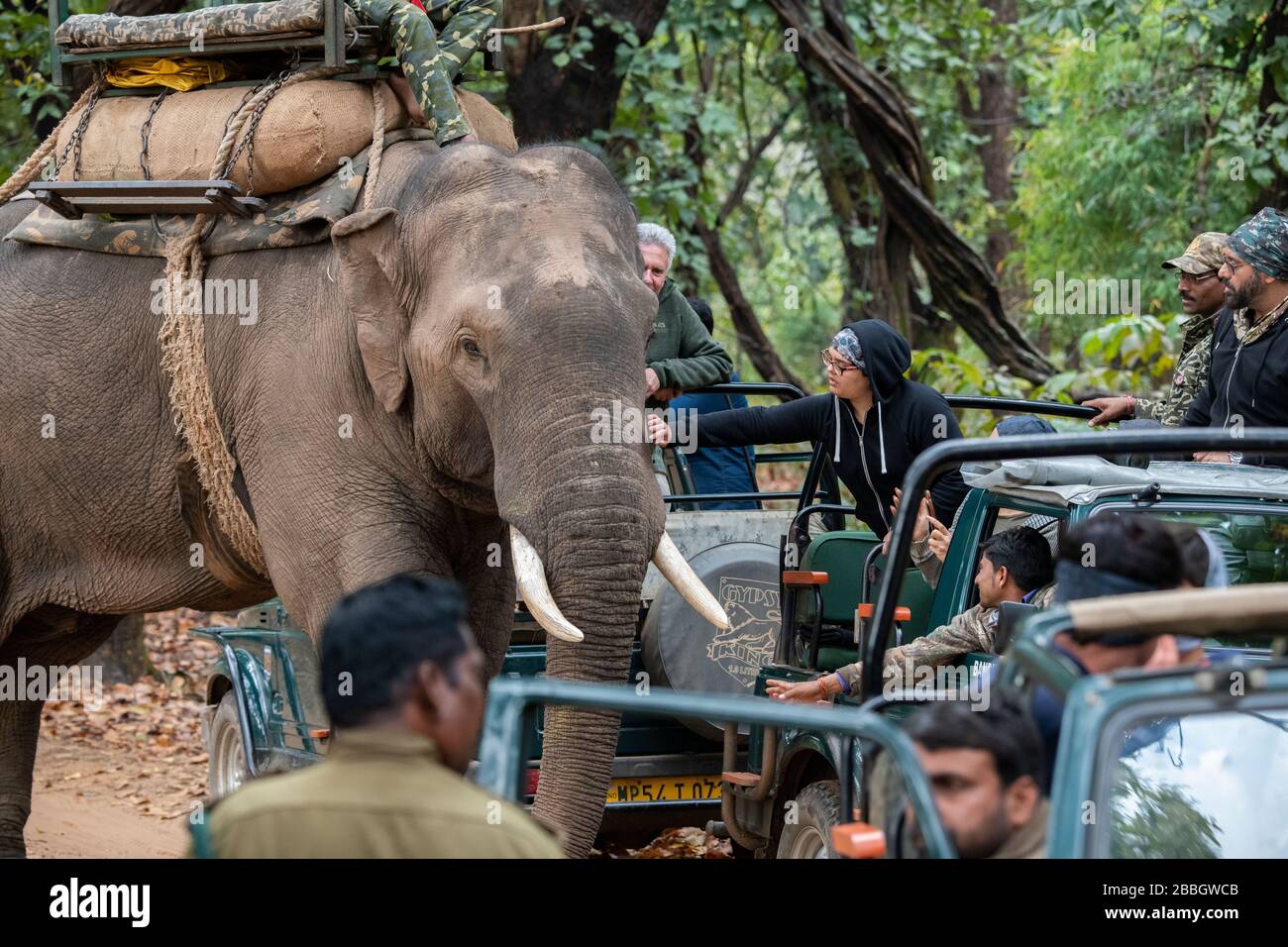 India, Madhya Pradesh, Bandhavgarh National Park. Park rangers on ...