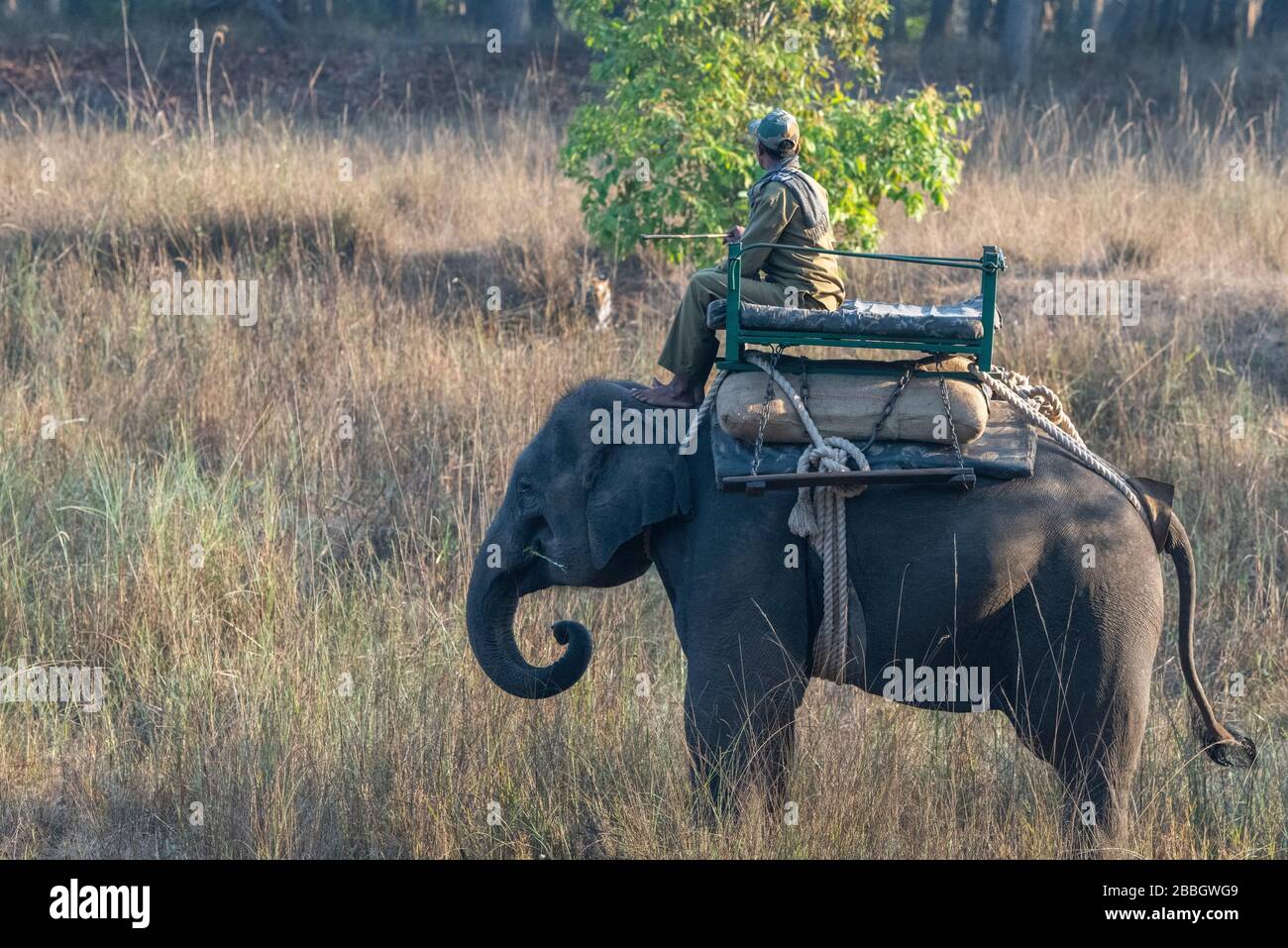 Indian ranger riding elephant hi-res stock photography and images - Alamy
