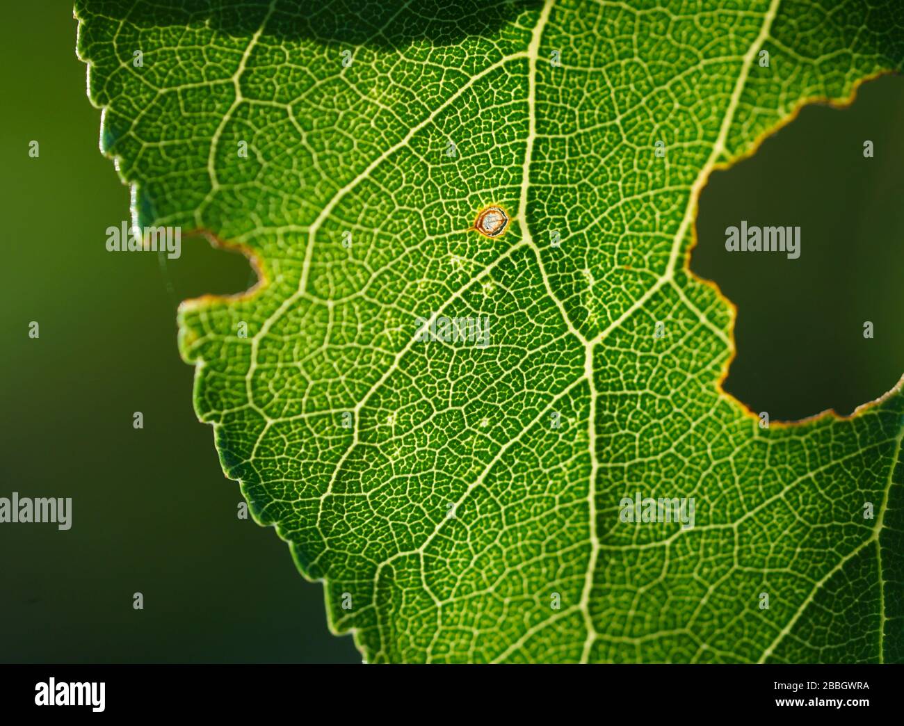 Plant vein structure hi-res stock photography and images - Alamy