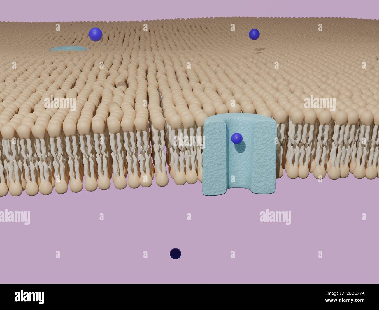 Channel Protein In Cell Membrane