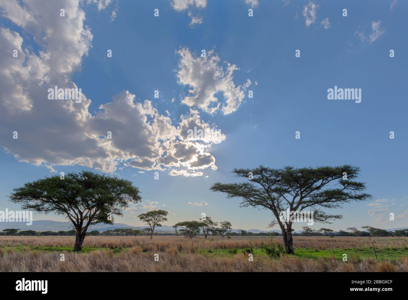Acacia trees in the bush veld Stock Photo - Alamy