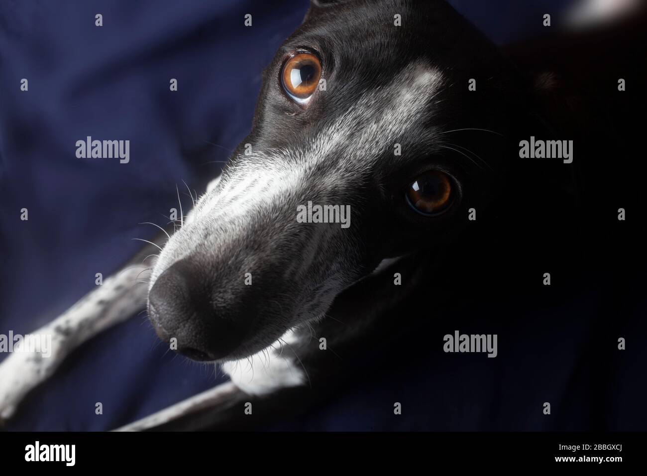 Small greyhound lying hi-res stock photography and images - Alamy