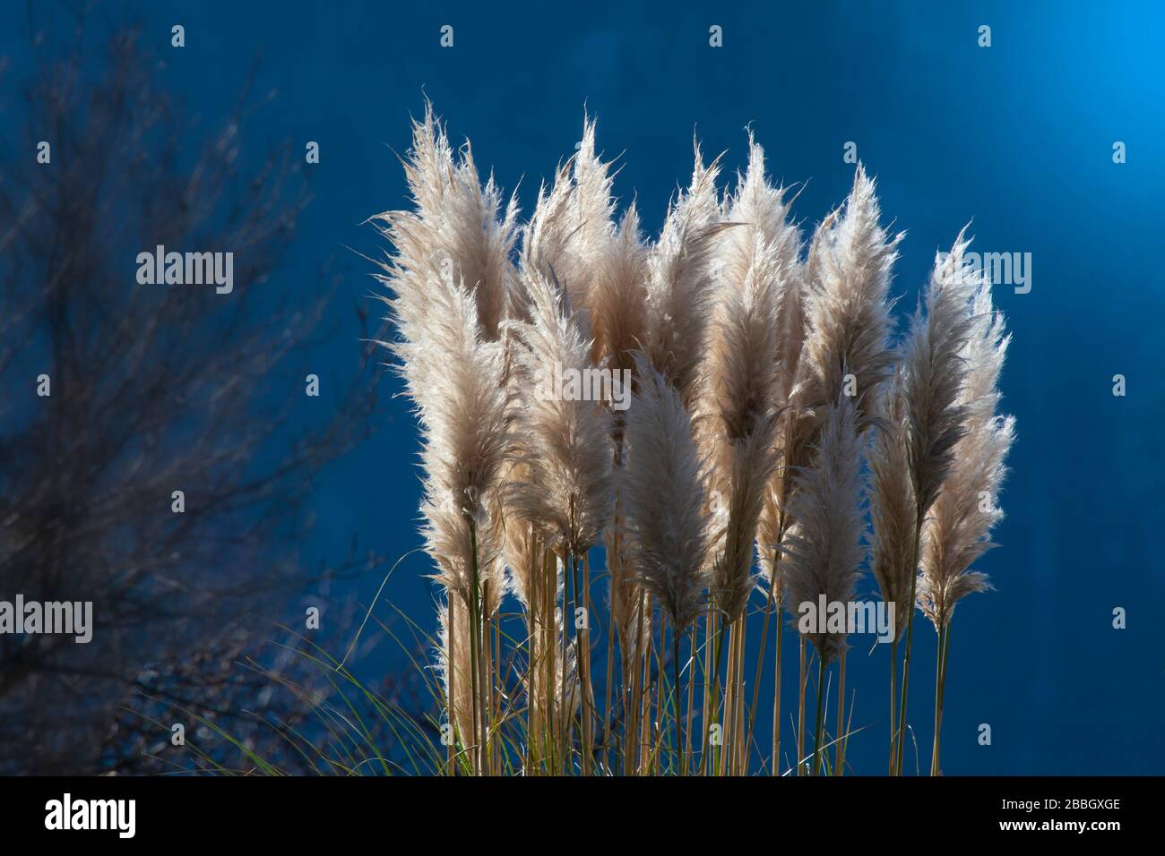 Kash flower hi-res stock photography and images - Alamy