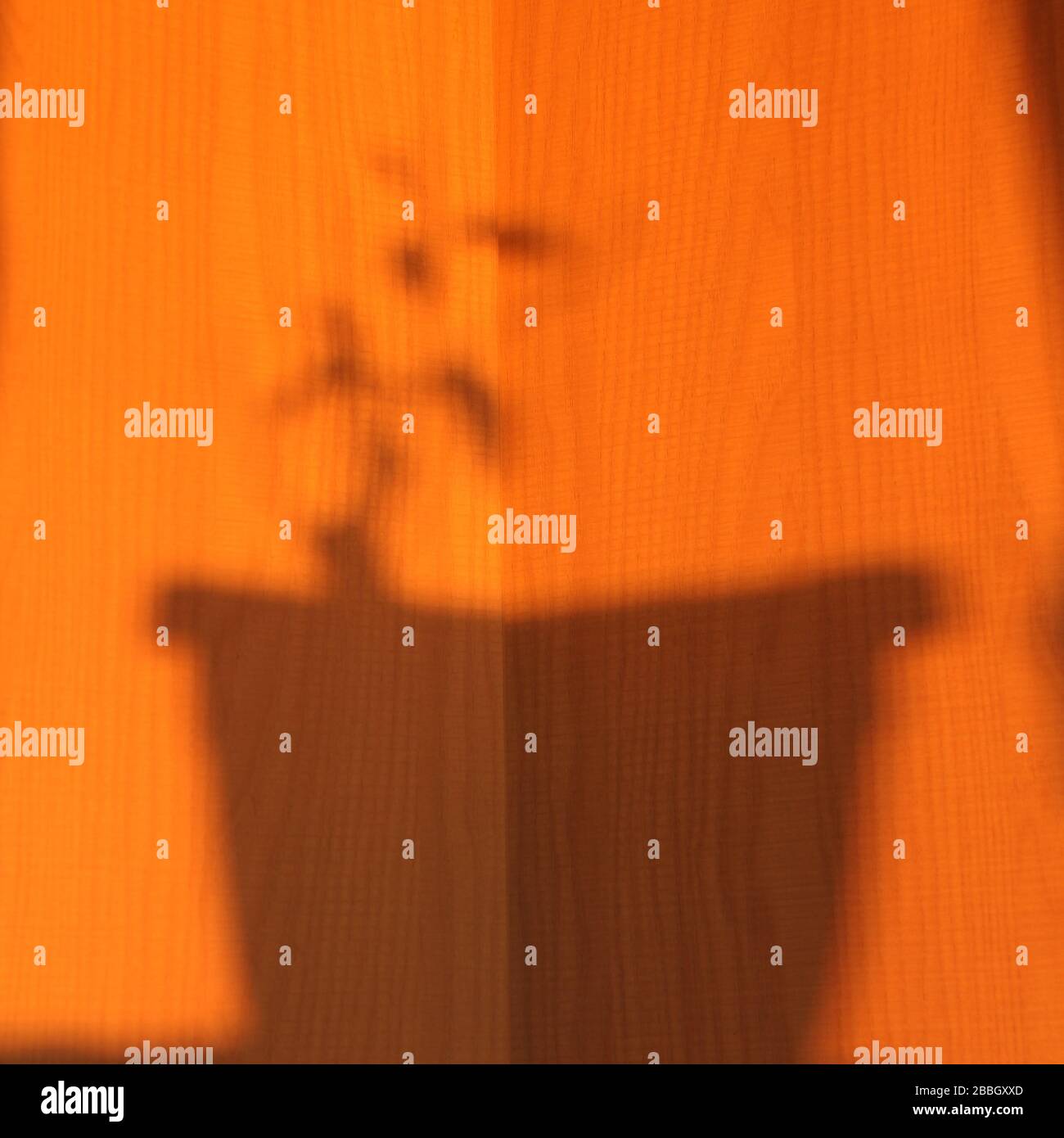 Shadow pot plant hi-res stock photography and images - Alamy