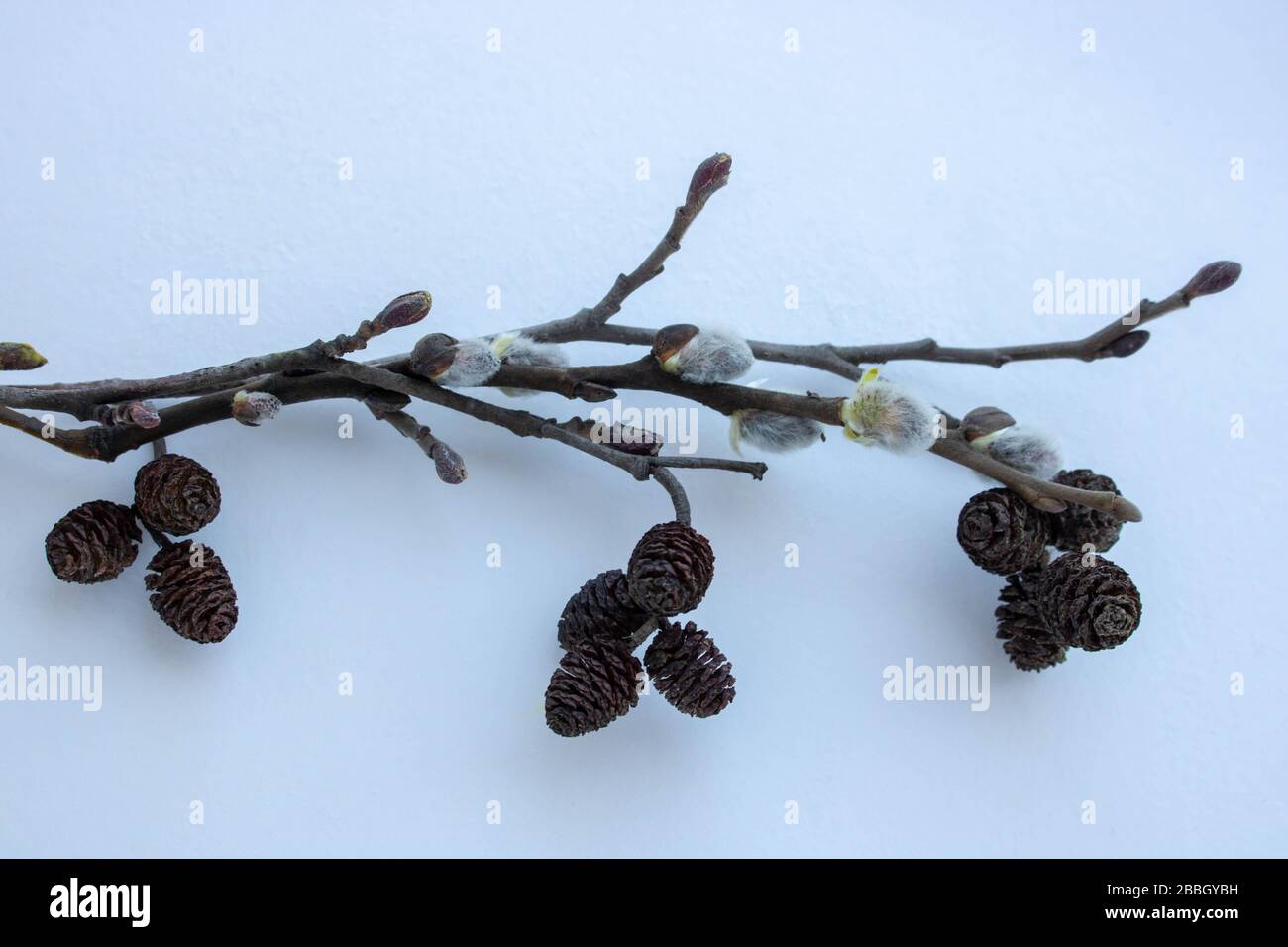 Alder tree seeds hi-res stock photography and images - Alamy