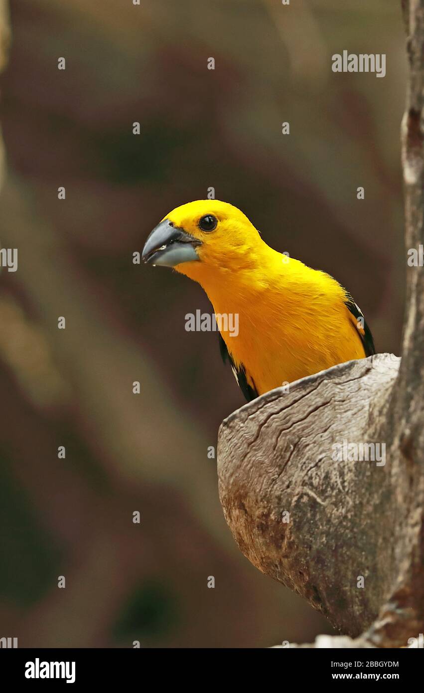 Golden Grosbeak (Pheucticus chrysogaster chrysogaster) adult male ...