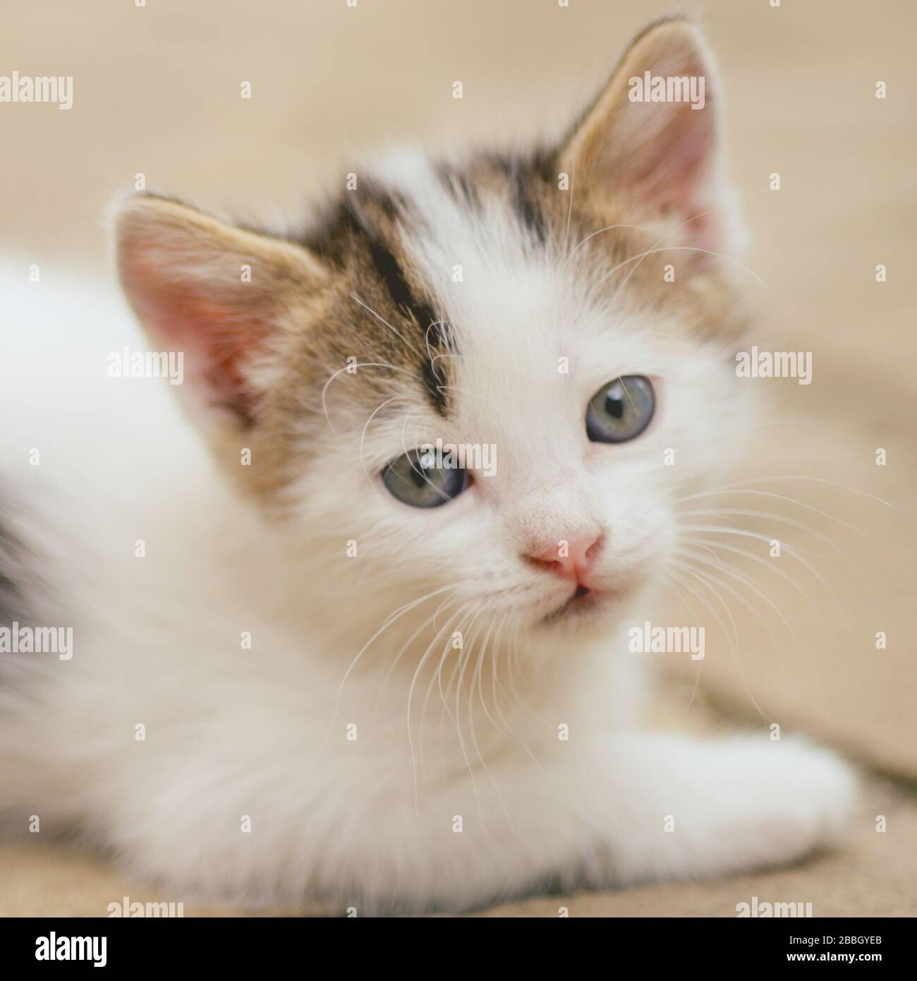 Lovely white kitten closeup portrait outdoor Stock Photo - Alamy