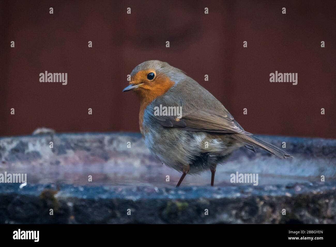 Robin in a bath hi-res stock photography and images - Alamy