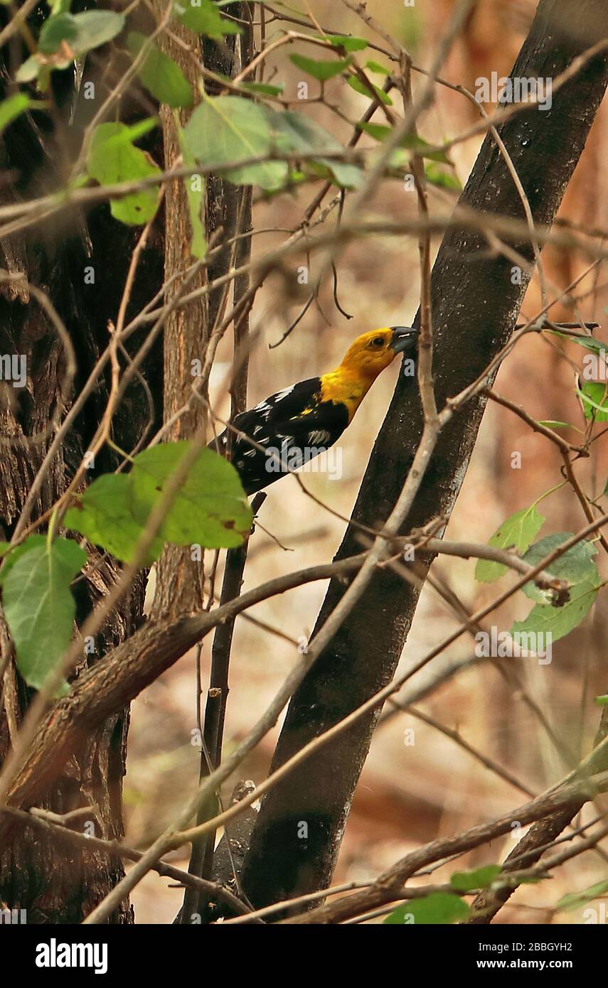 Golden Grosbeak (Pheucticus chrysogaster chrysogaster) adult male ...