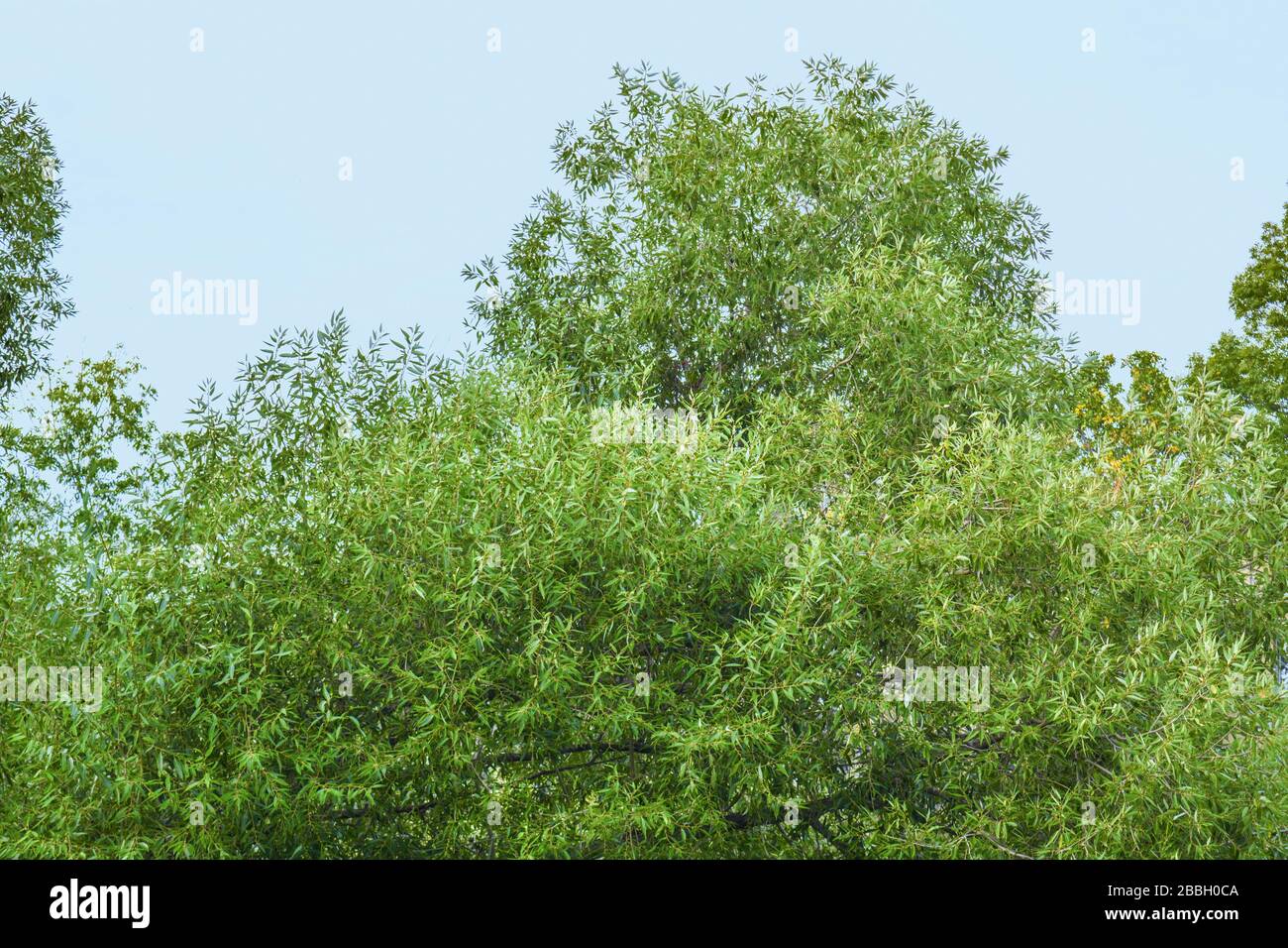 Willow or Salix Fragilis tree branches with fresh green leaves on blue ...