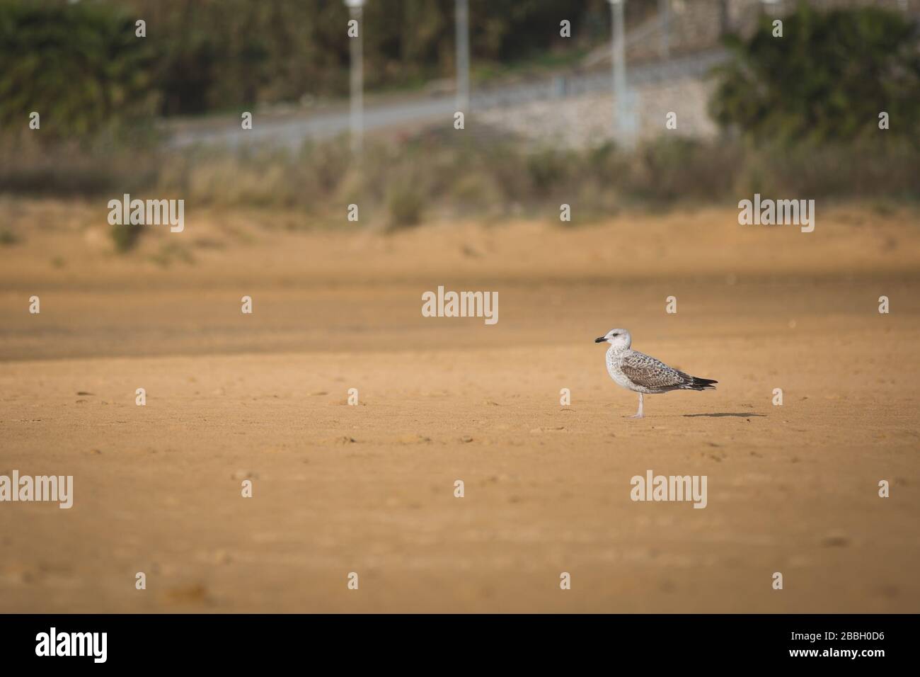 Seabird Species: Heuglin's gull or the Siberian gull (Larus Fuscus ...
