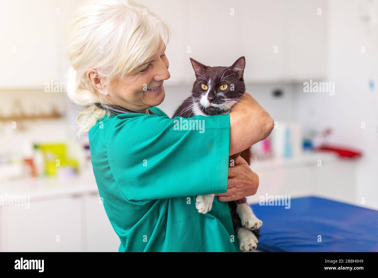 Veterinarian examining a cat in vet's surgery Stock Photo - Alamy
