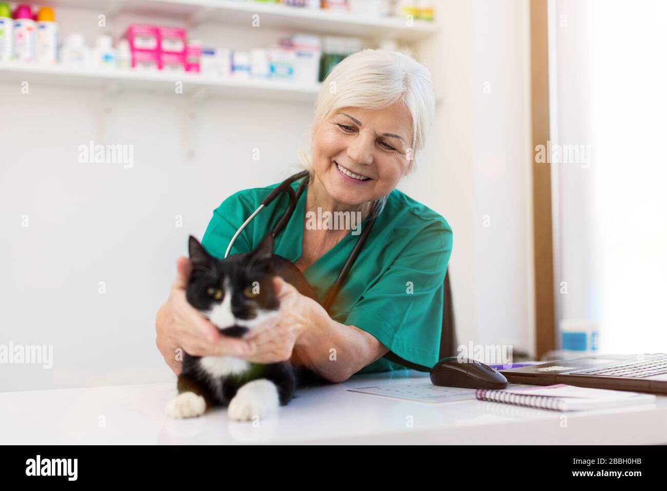 Cat at vets hi-res stock photography and images - Alamy